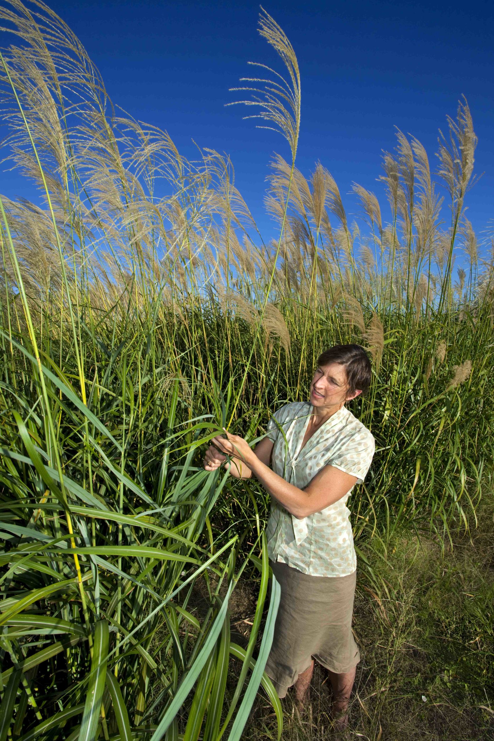 Pam Ronald - jbei.org