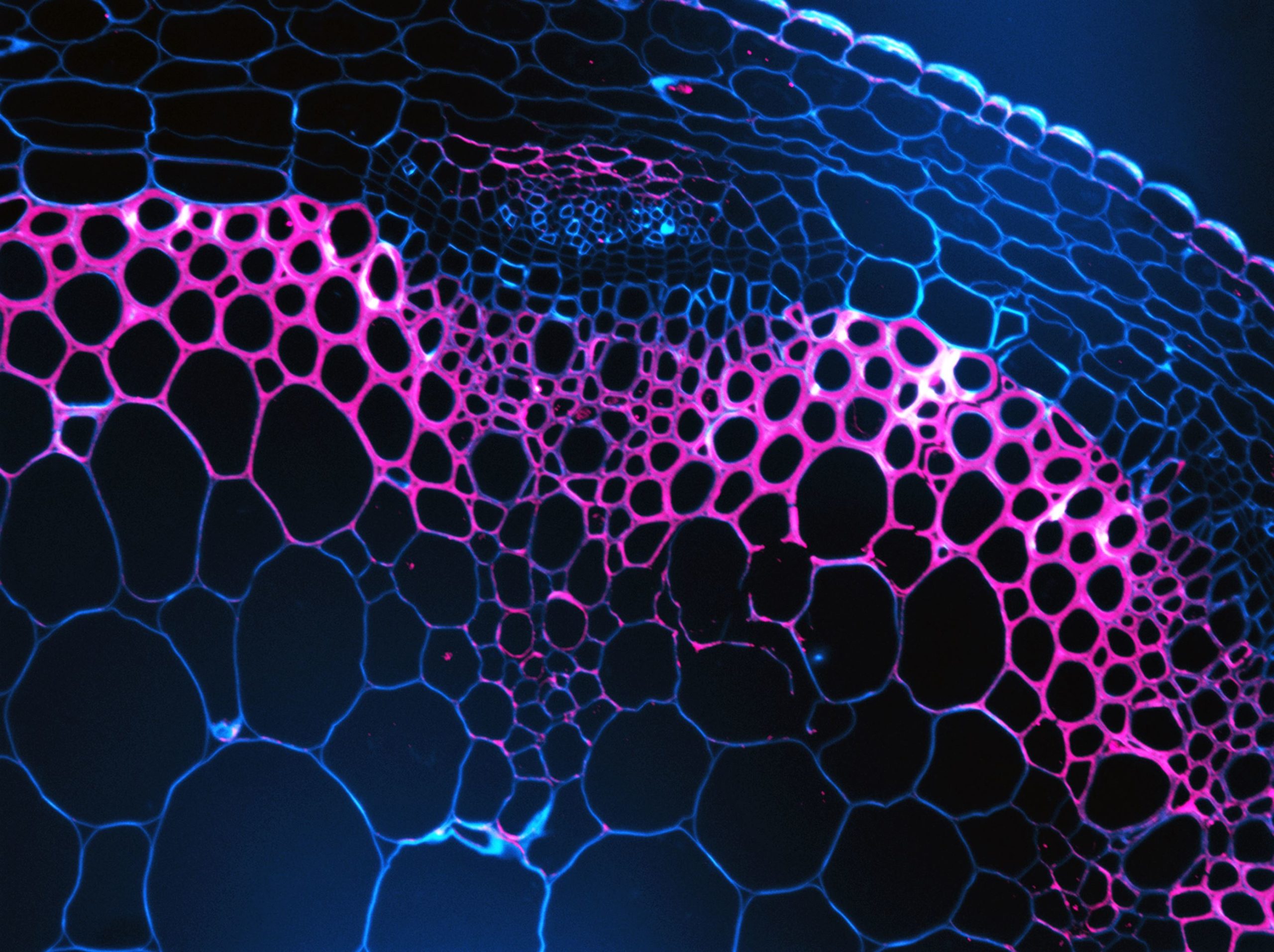 Plant Systems Biology - jbei.org