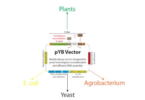 New Plant Synbio Tool Breaks With Tradition - jbei.org
