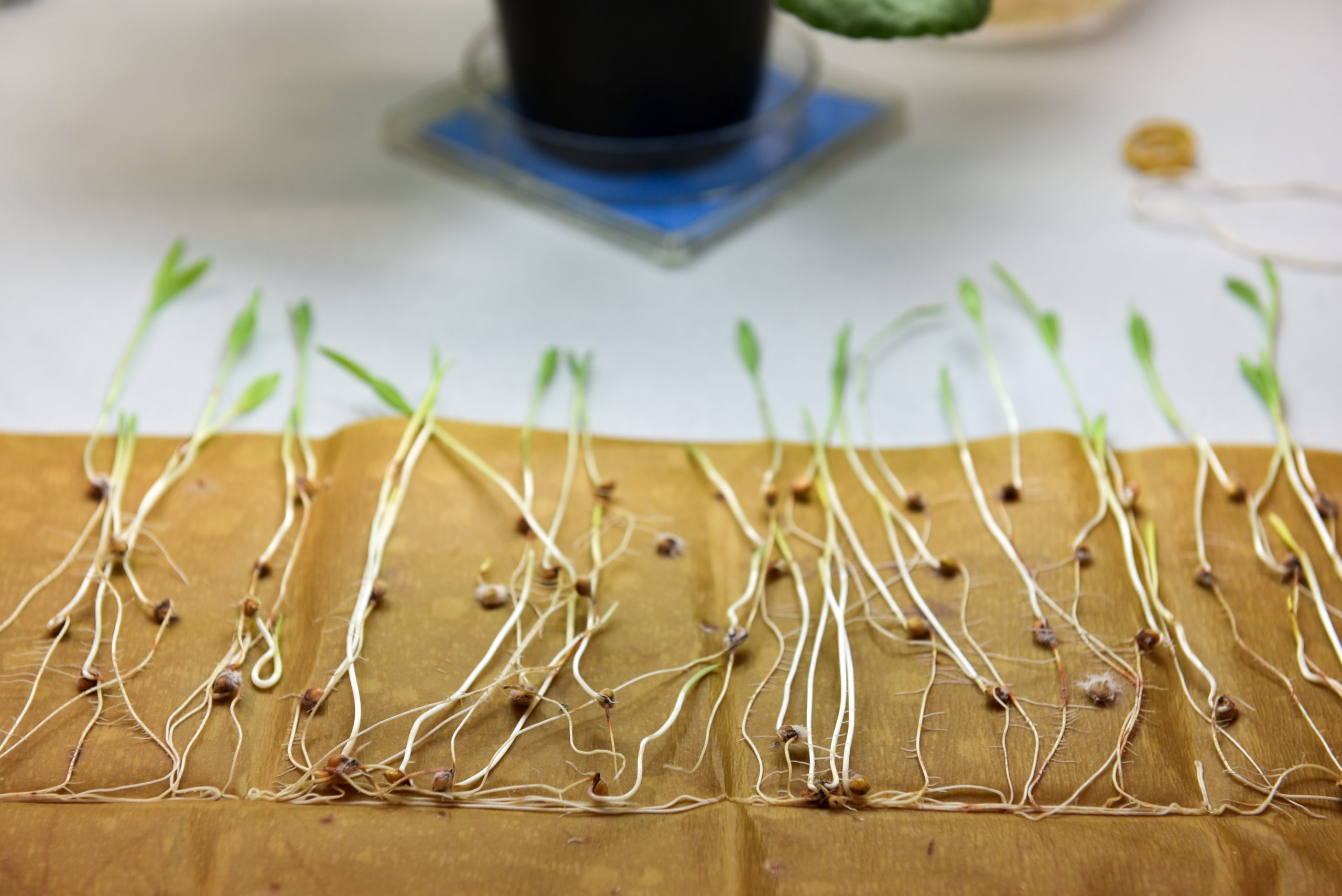Plant Biosystems Design - jbei.org