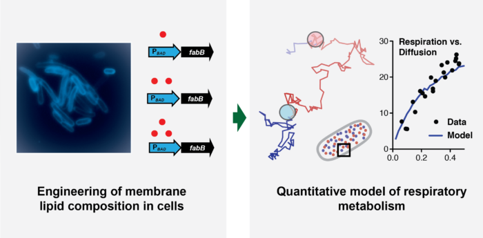 Jay Keasling - jbei.org