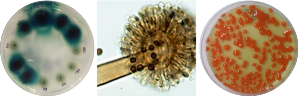 Fungal Biotechnology - jbei.org