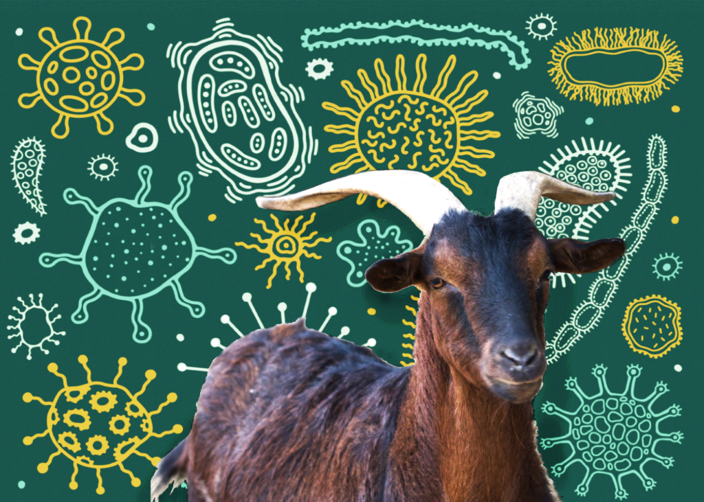 The Green Secrets of Goat Poop - jbei.org