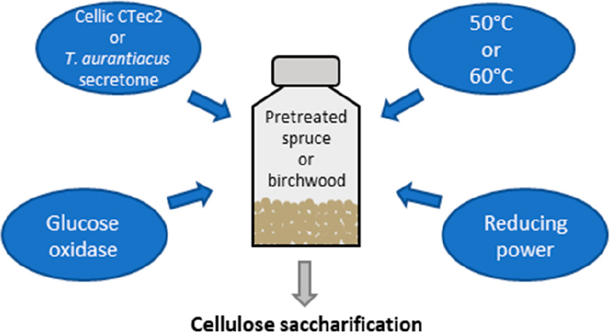 Searching to Improve a Key Step in Biomass Deconstruction - jbei.org