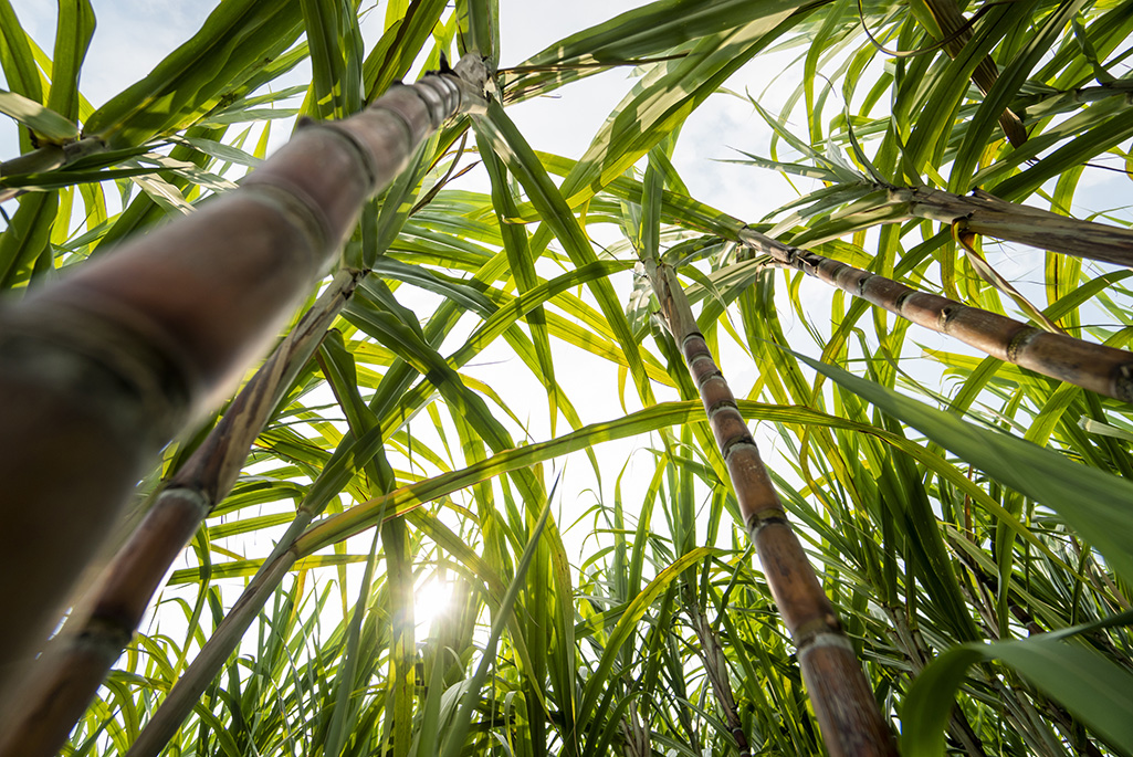Sweet Success: Researchers Crack Sugarcane’s Complex Genetic Code - jbei.org