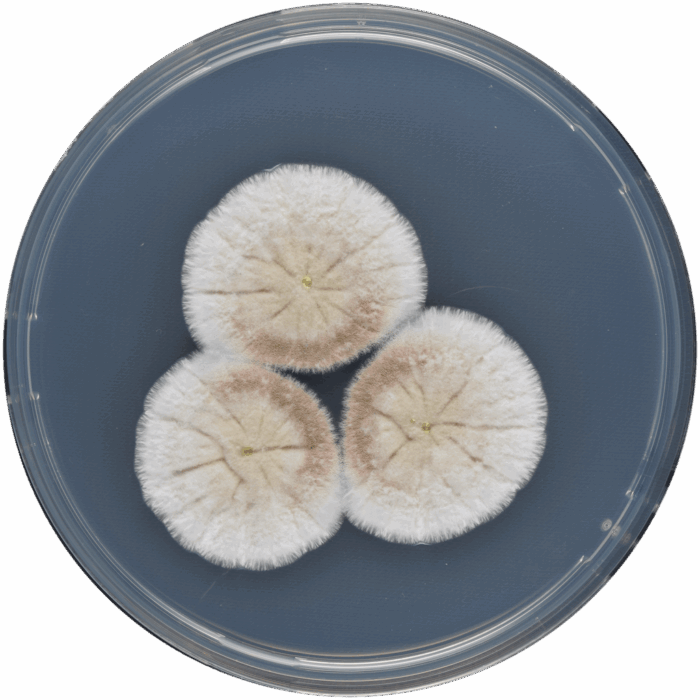 A Deeper Look into Fungal Species Reveals Biomanufacturing Potential ...